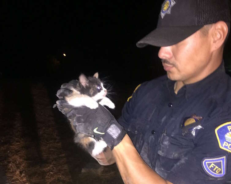 Police Use a Burrito to Rescue an Adorable Kitten - Thrillist