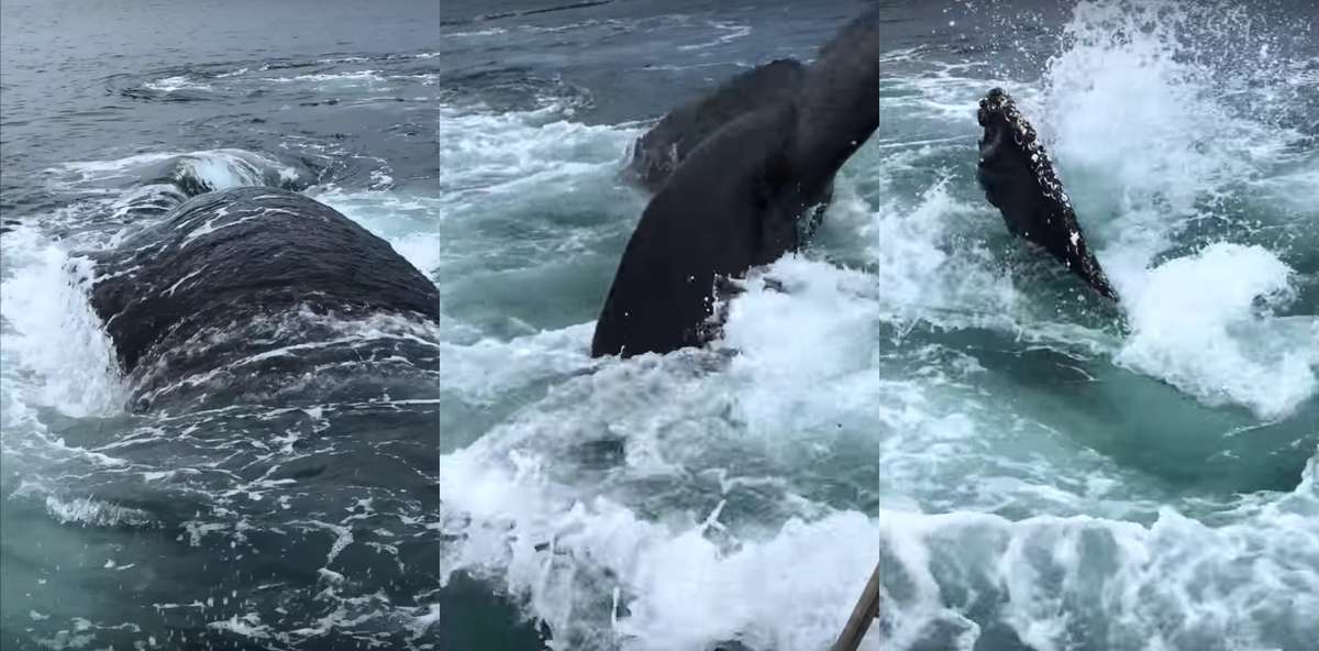 Close Call with Humpback Whale Scares the Crap out of Fishermen - Thrillist