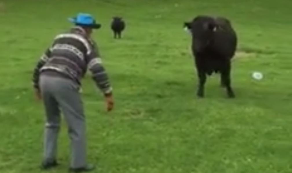 Fearless Old Man Fights Off a Bull With His Hat and a Water Bottle ...