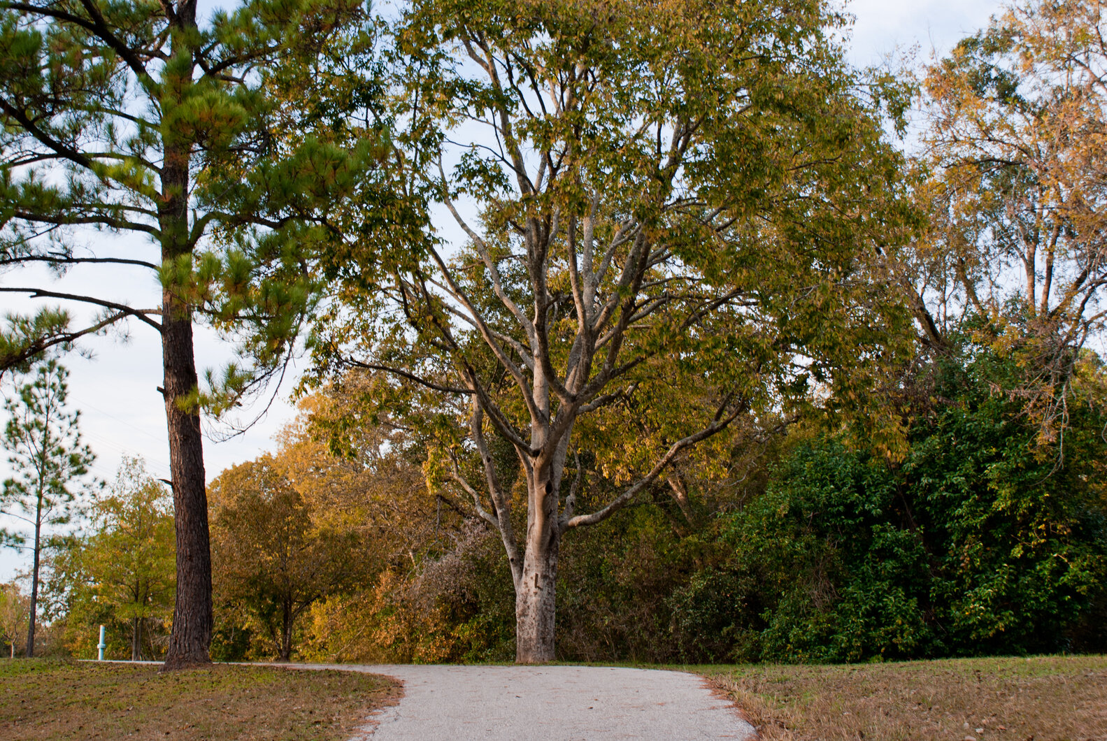 Where to Go for a Run in Houston: Best Scenic Running Trails & Paths ...