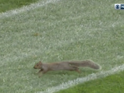 A Squirrel Ran Onto the Field During Sunday's Packers Game - Thrillist