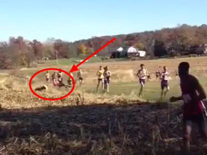 A Deer Absolutely Destroys a Runner in the Middle of a Race - Thrillist