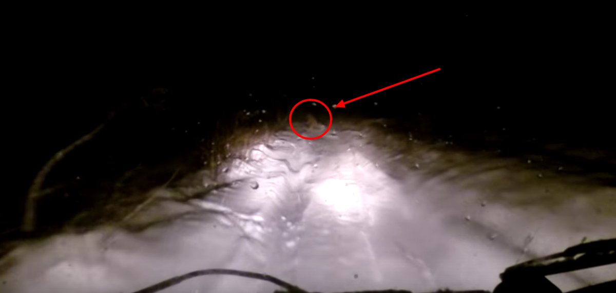 Video From Russia Claims to Spot the Yeti - Thrillist