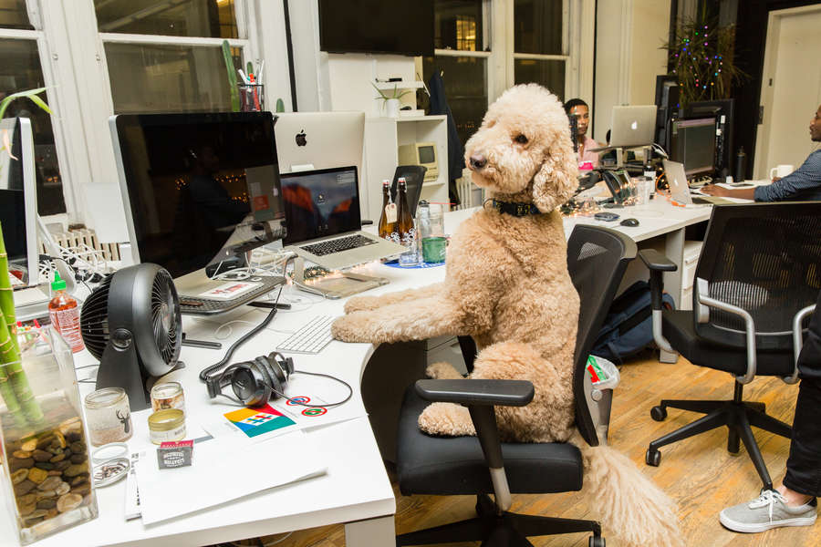 NYC's Most Famous Working Dogs of Instagram in Cute Office Pics - Thrillist