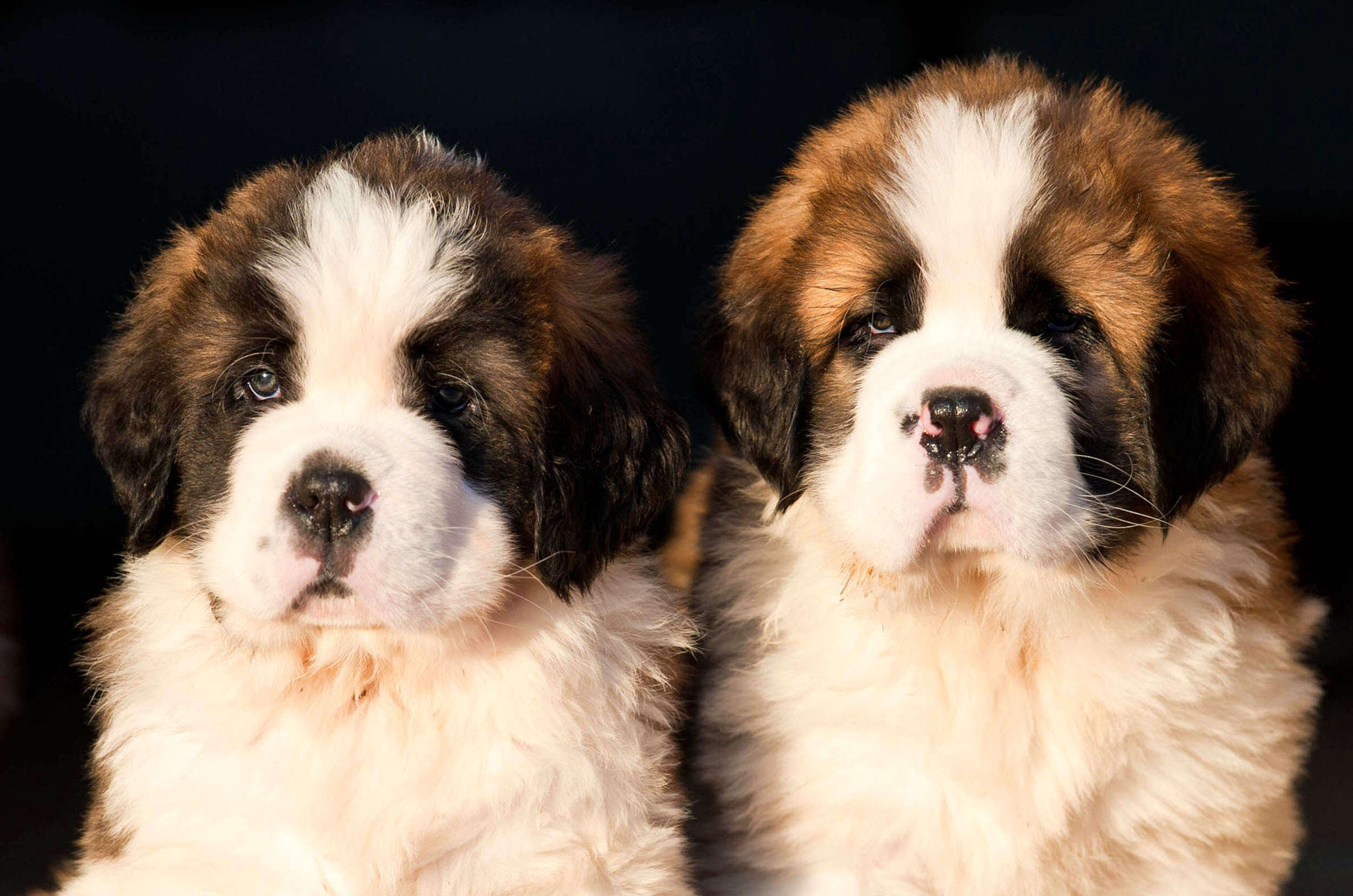 Cute St Bernard Puppies