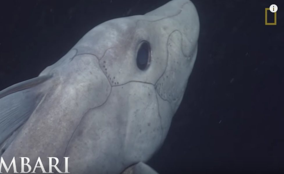 Ghost Shark Seen in The Wild For First Time - Thrillist