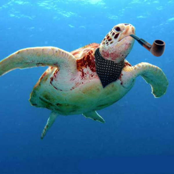 Turtles In Ascots - Entertainment - Thrillist Seattle