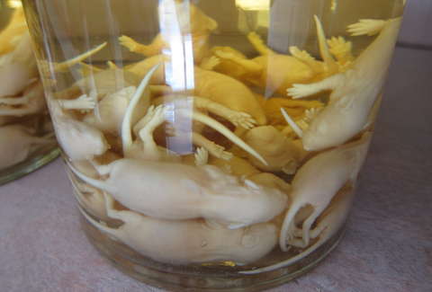 Crazy Cocktails Recipes: The 6 Craziest Alcoholic Drinks - Thrillist