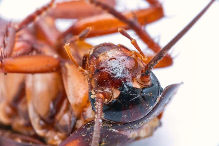 Woman Has Surgery to Remove Live Cockroach From Her Head - Thrillist