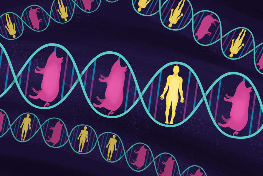 What Is a Chimera? Scientists Creating Human Pig Embryo for Organ ...