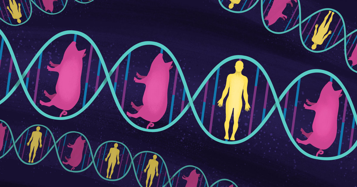 What Is a Chimera? Scientists Creating Human Pig Embryo for Organ ...