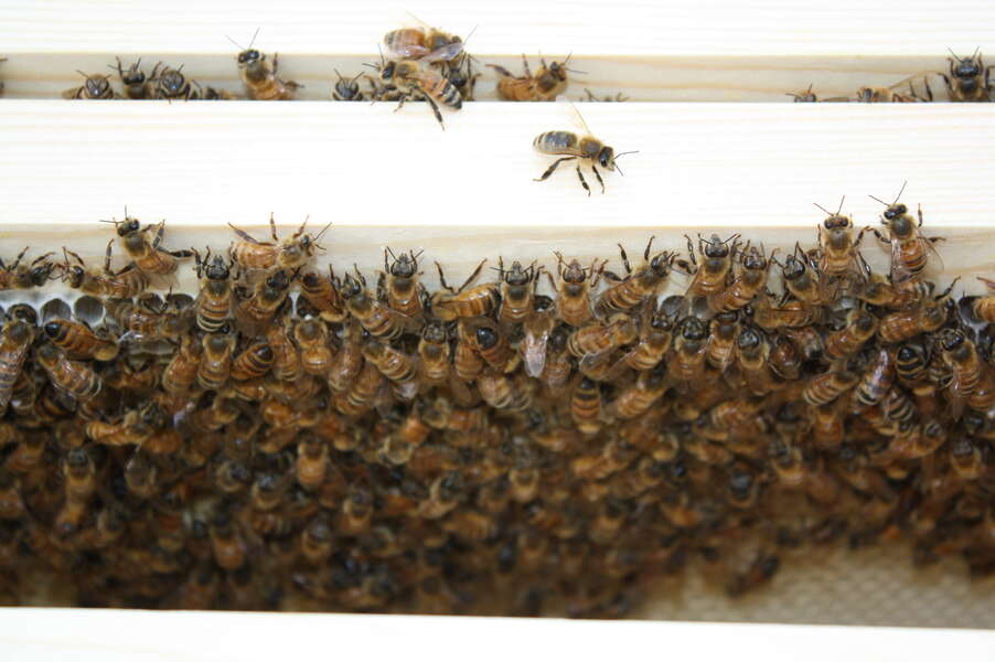 Beehive Bars: Why Your Favorite Bar Has a Rooftop Beehive - Thrillist