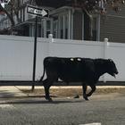 Grilled Cheese Donuts Are Real and Being Served at Clinton Hall - Thrillist