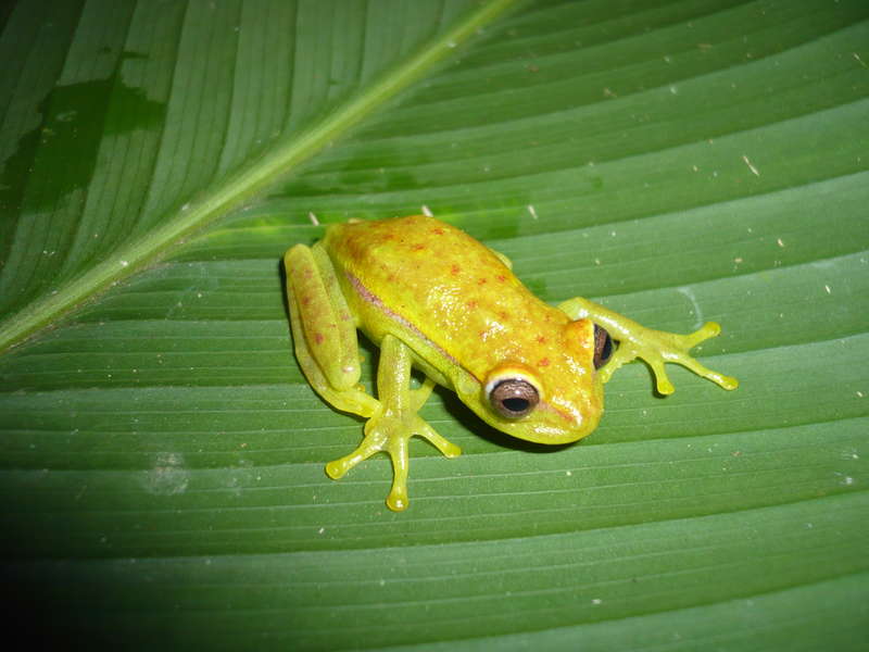 Fluorescent Glowing Frogs Found In Argentina - Thrillist