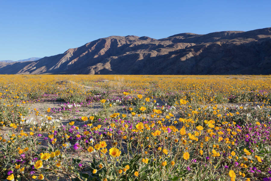 California Is Experiencing a Rare and Beautiful 'Super Bloom' - Thrillist