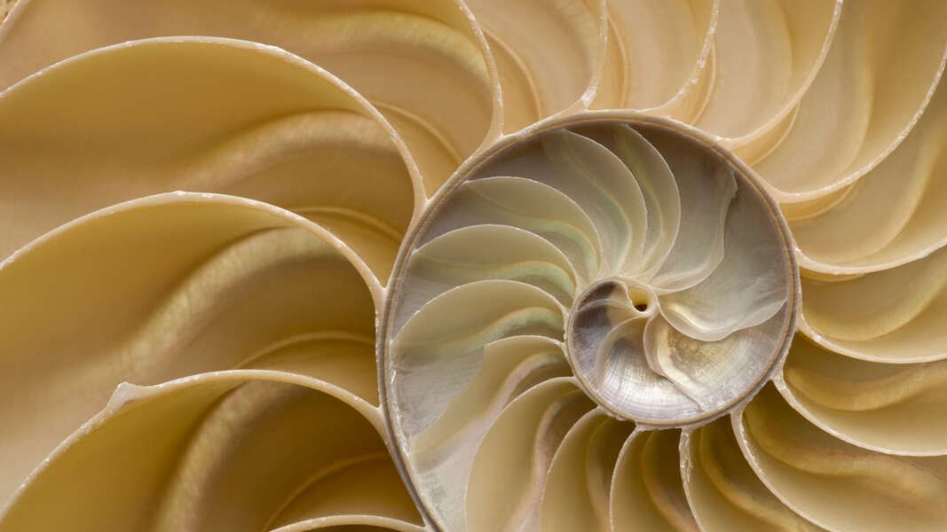 The Golden Ratio vs. The Rule of Thirds - Videos - Seeker