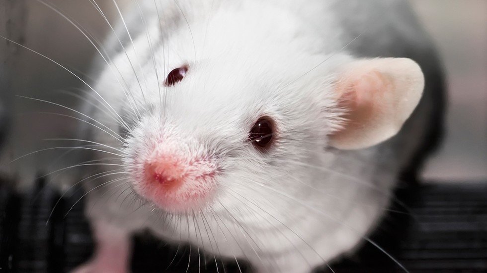 Why Do We Test Cosmetics On Animals Seeker why-do-we-test-cosmetics-on-animals-seeker