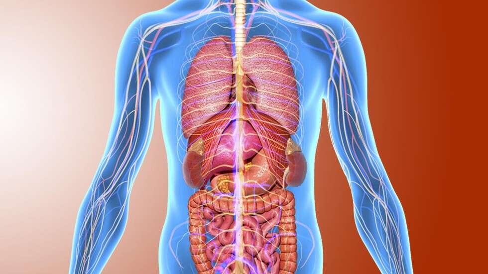 Human Bilateral Symmetry
