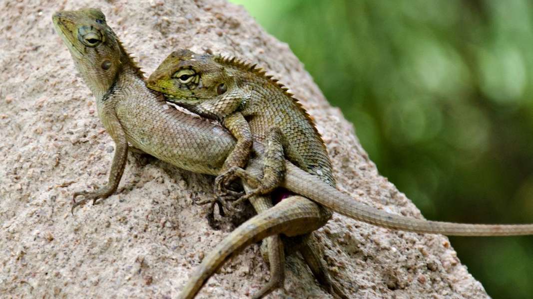 Why Lizard Penises Evolve So Fast - Seeker