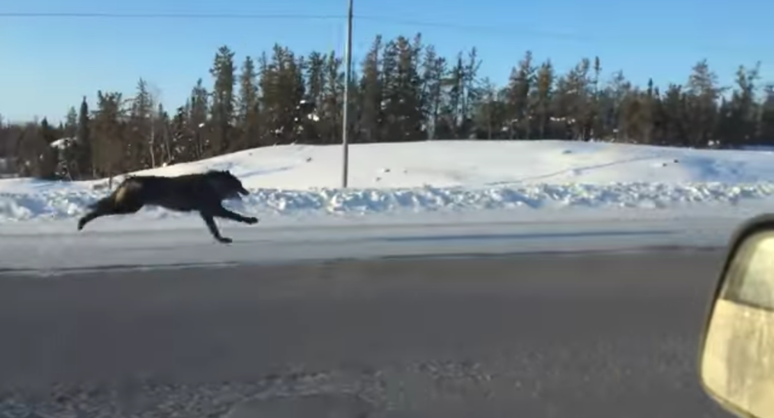 Wolves Race Woman's Car on the Highway in Inspiring Video - Thrillist