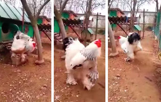 This Brahma Chicken Is Going to Give You Nightmares - Thrillist