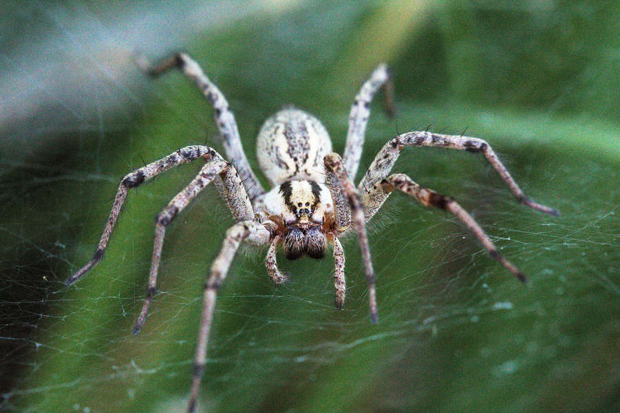 Spiders Could Eat All Humans on Earth in a Year: Study - Thrillist