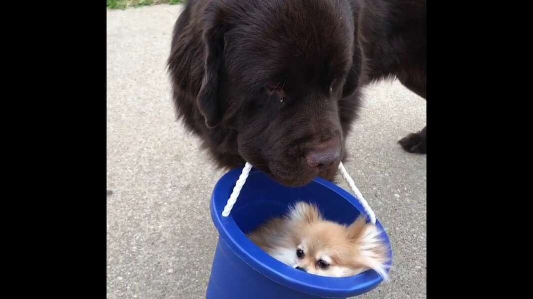 Here is a Big Dog Carrying a Little Dog in a Bucket - Thrillist