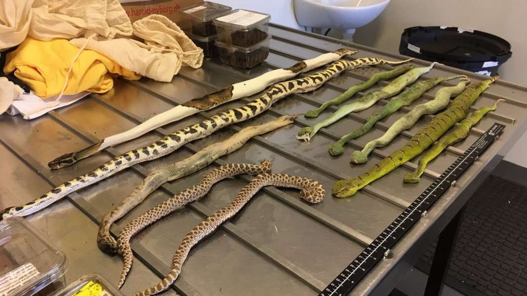 Box of Live Killer Snakes & Spiders Intercepted at Australian Border ...