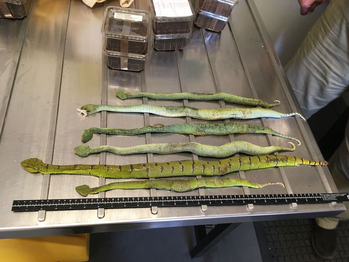 Box of Live Killer Snakes & Spiders Intercepted at Australian Border ...