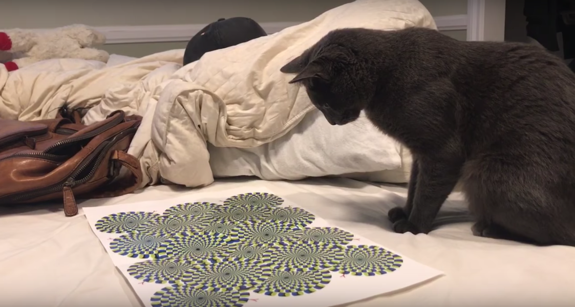Cat Mesmerized by Rotating Snakes Optical Illusion - Thrillist