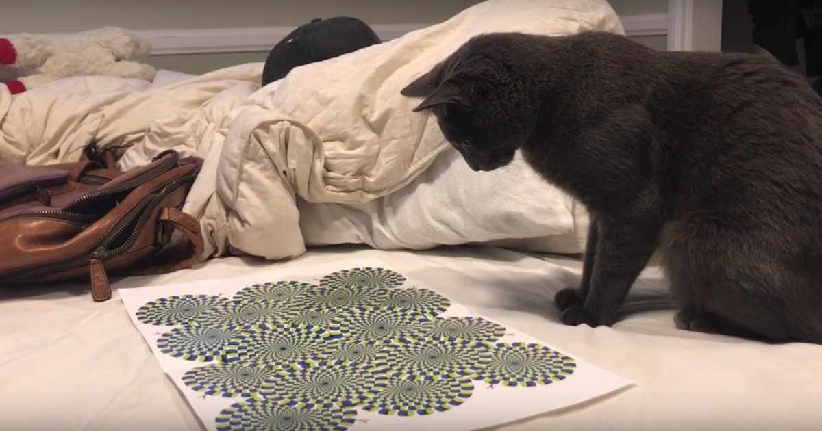 Cat Mesmerized by Rotating Snakes Optical Illusion - Thrillist