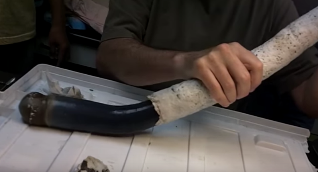 Living Giant Shipworm Observed by Researchers For First Time - Thrillist