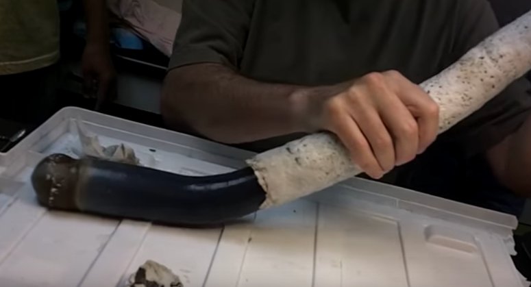 Living Giant Shipworm Observed by Researchers For First Time - Thrillist