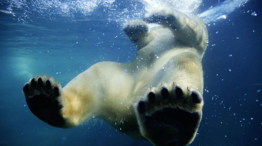 Best Nature Documentaries on Netflix, Amazon, iTunes & More - Thrillist