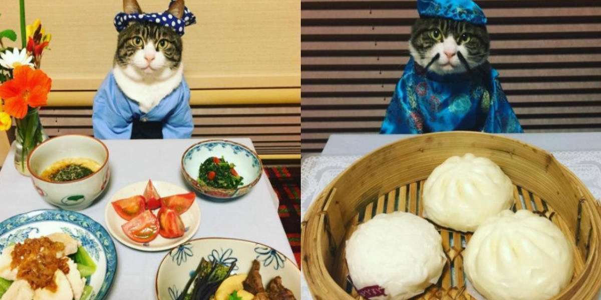 Cat Wears Cute Outfits For Dinner Dates With His Mom - The Dodo