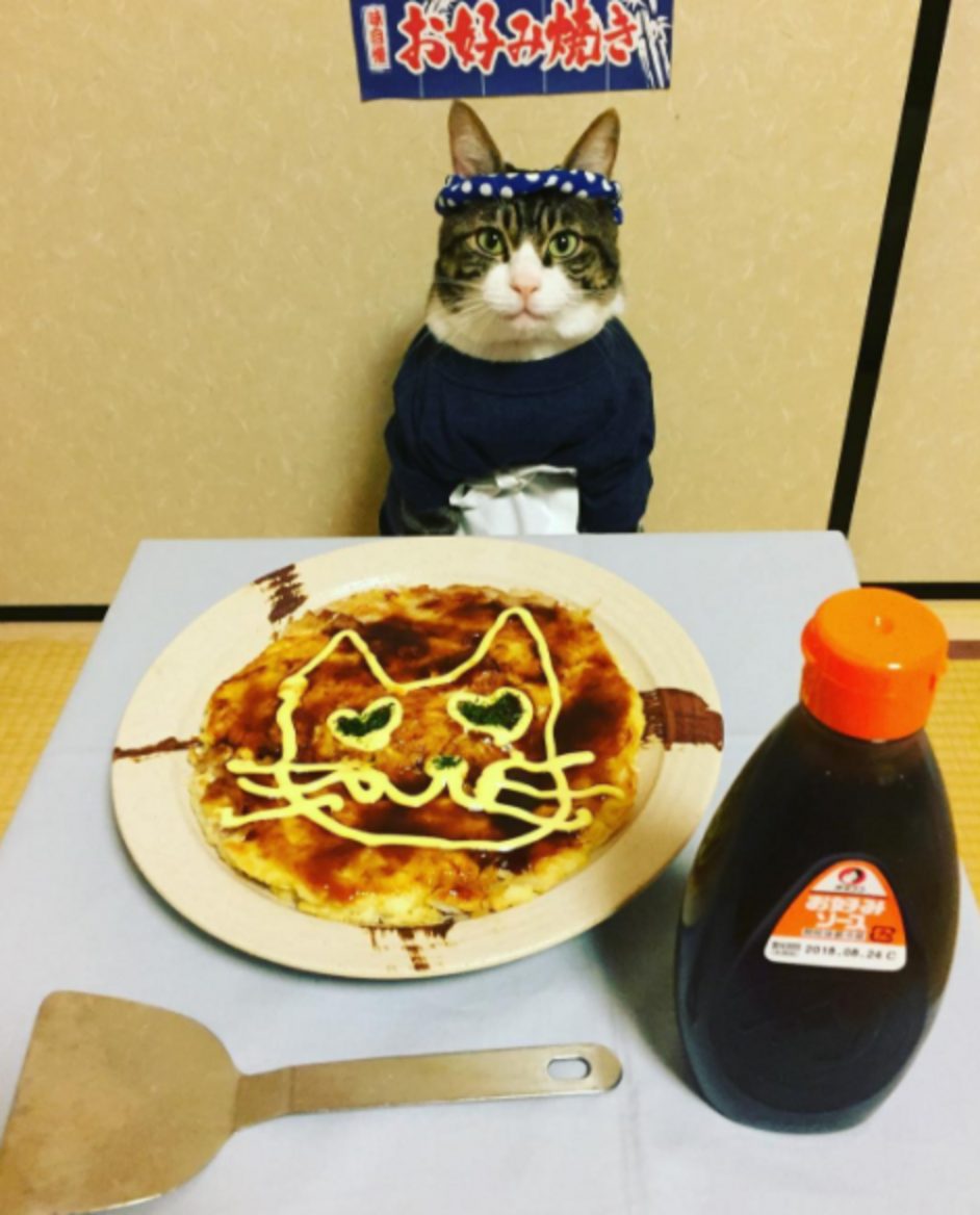 Cat Wears Cute Outfits For Dinner Dates With His Mom - The Dodo