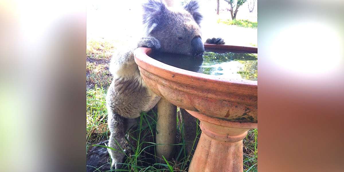Koalas Drink From Water Stations Because Of Climate Change - The Dodo