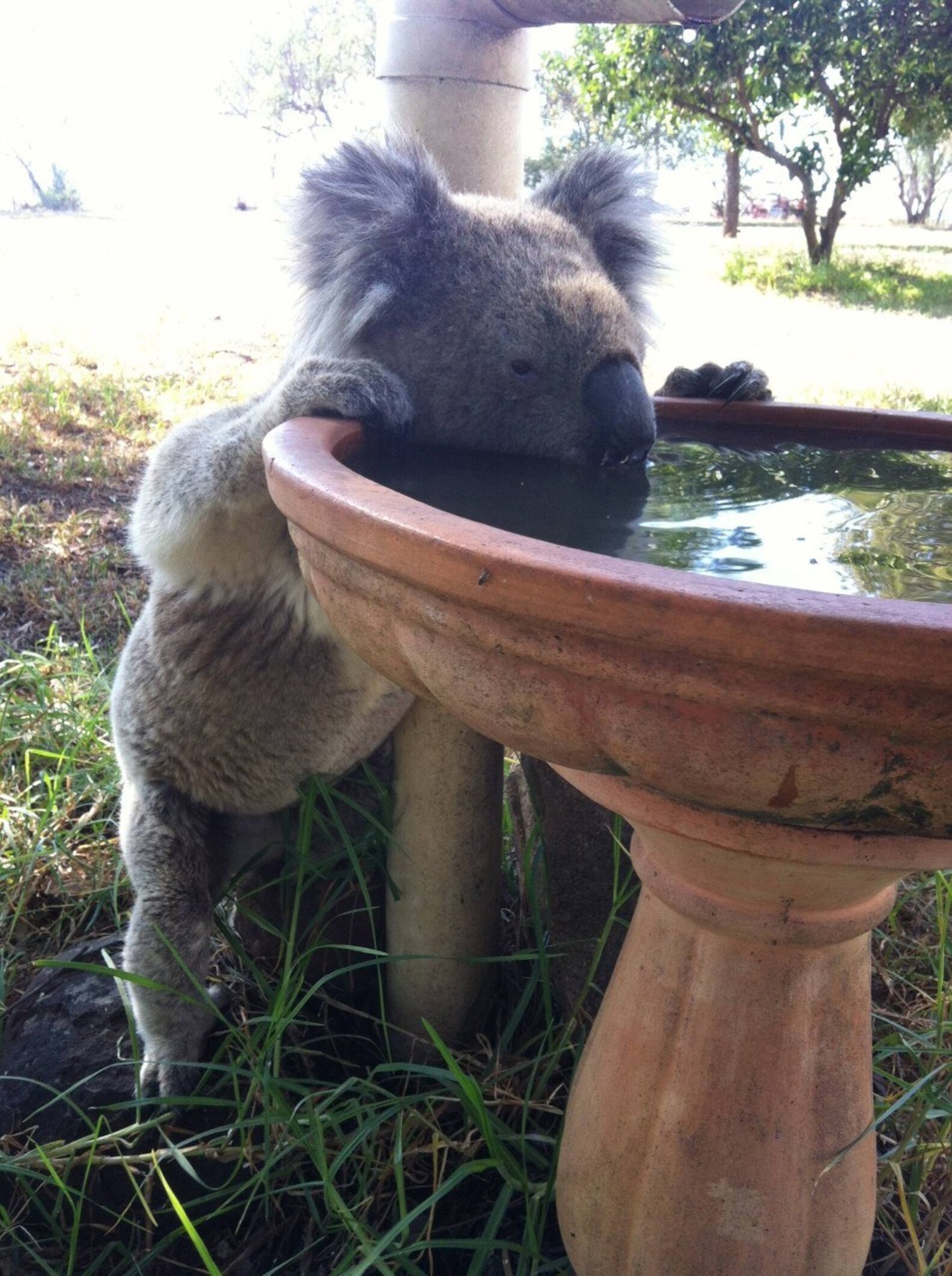 Koalas Drink From Water Stations Because Of Climate Change - The Dodo