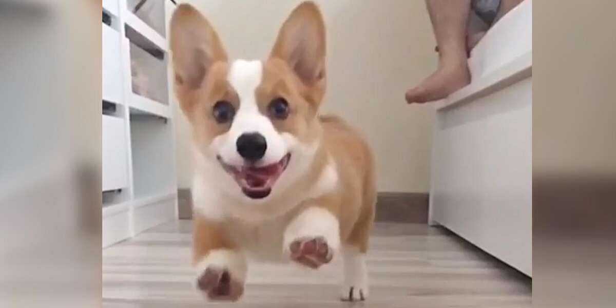 7 Things All Corgi Owners Know - Videos - The Dodo