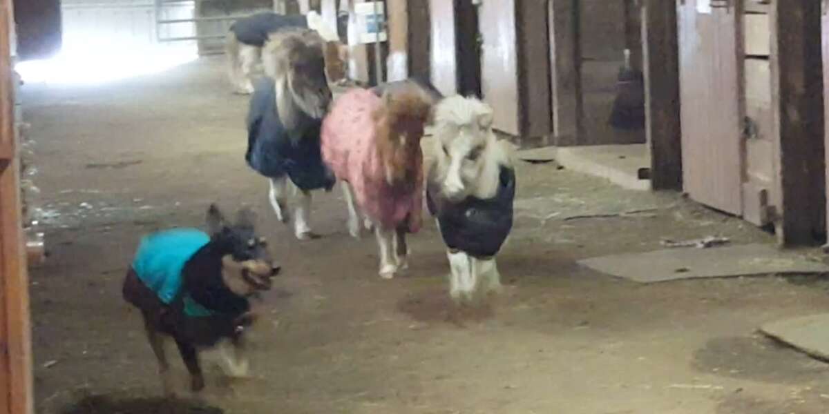 Mini Horses Race Dog Around A Barn - Videos - The Dodo