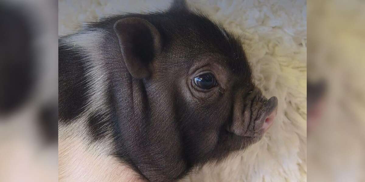 Pig Who Never Stops Moving Loves Playing With Her Puppy Brother ...