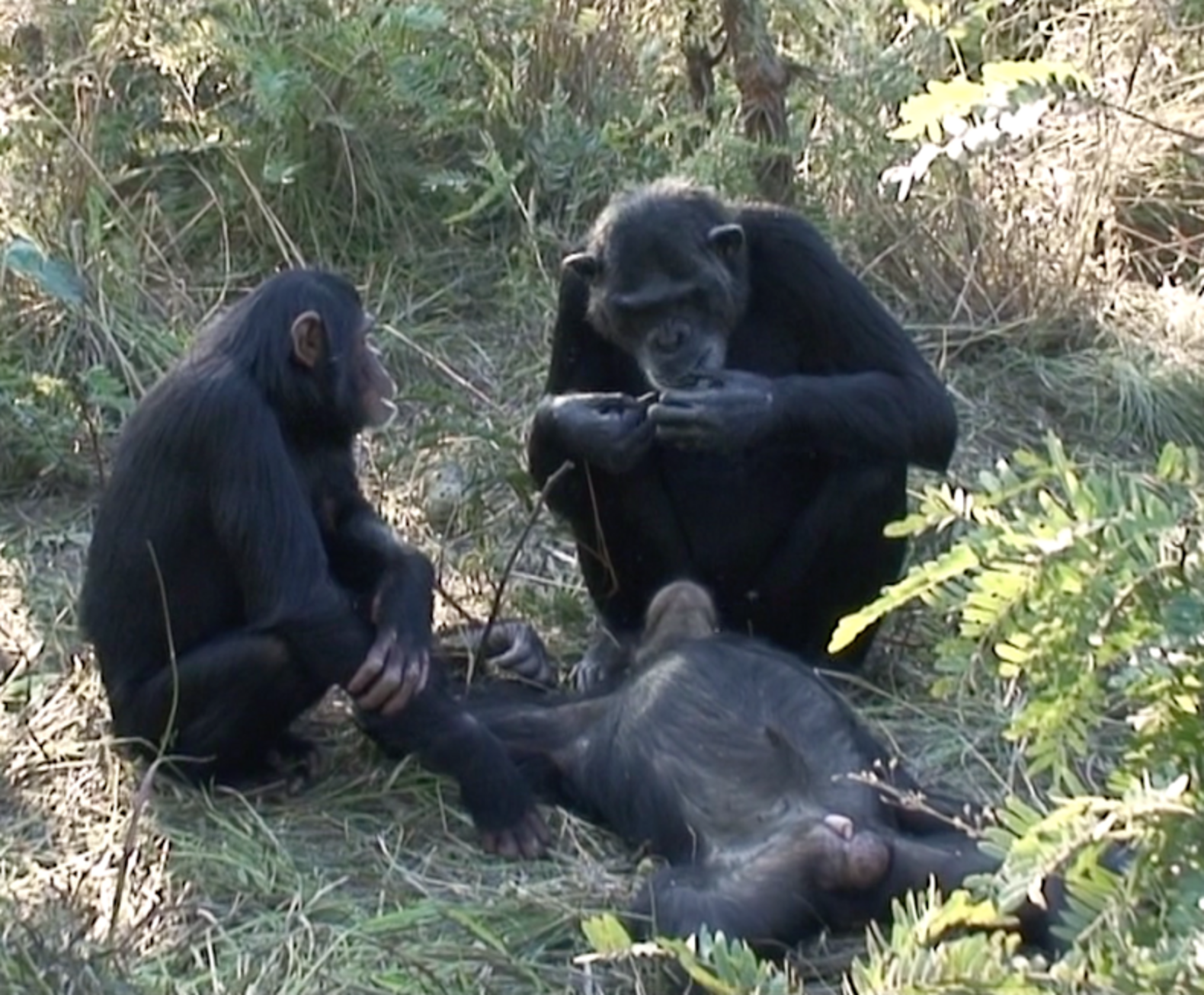 Chimp Seen Cleaning Body Of Dead Son - The Dodo