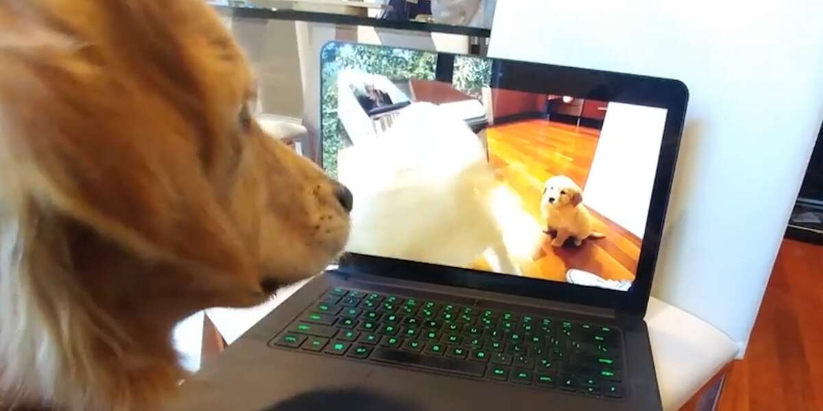 Dog Loves Watching His Puppy Video - Videos - The Dodo