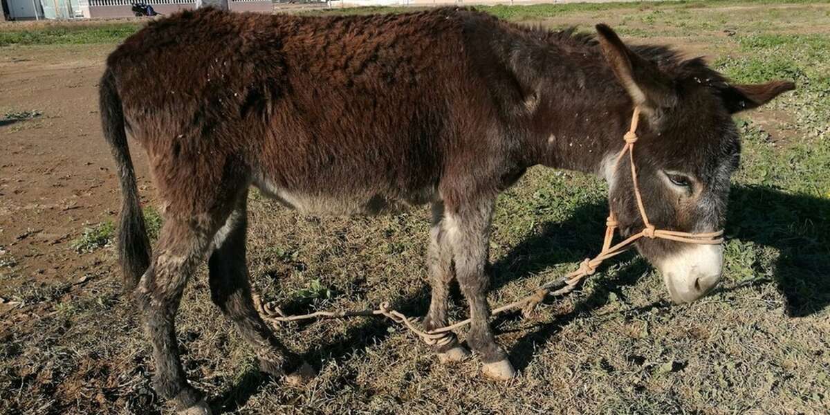 Rescuers Find Donkey Who Spent Years Tied Up In Field — And She Has A ...