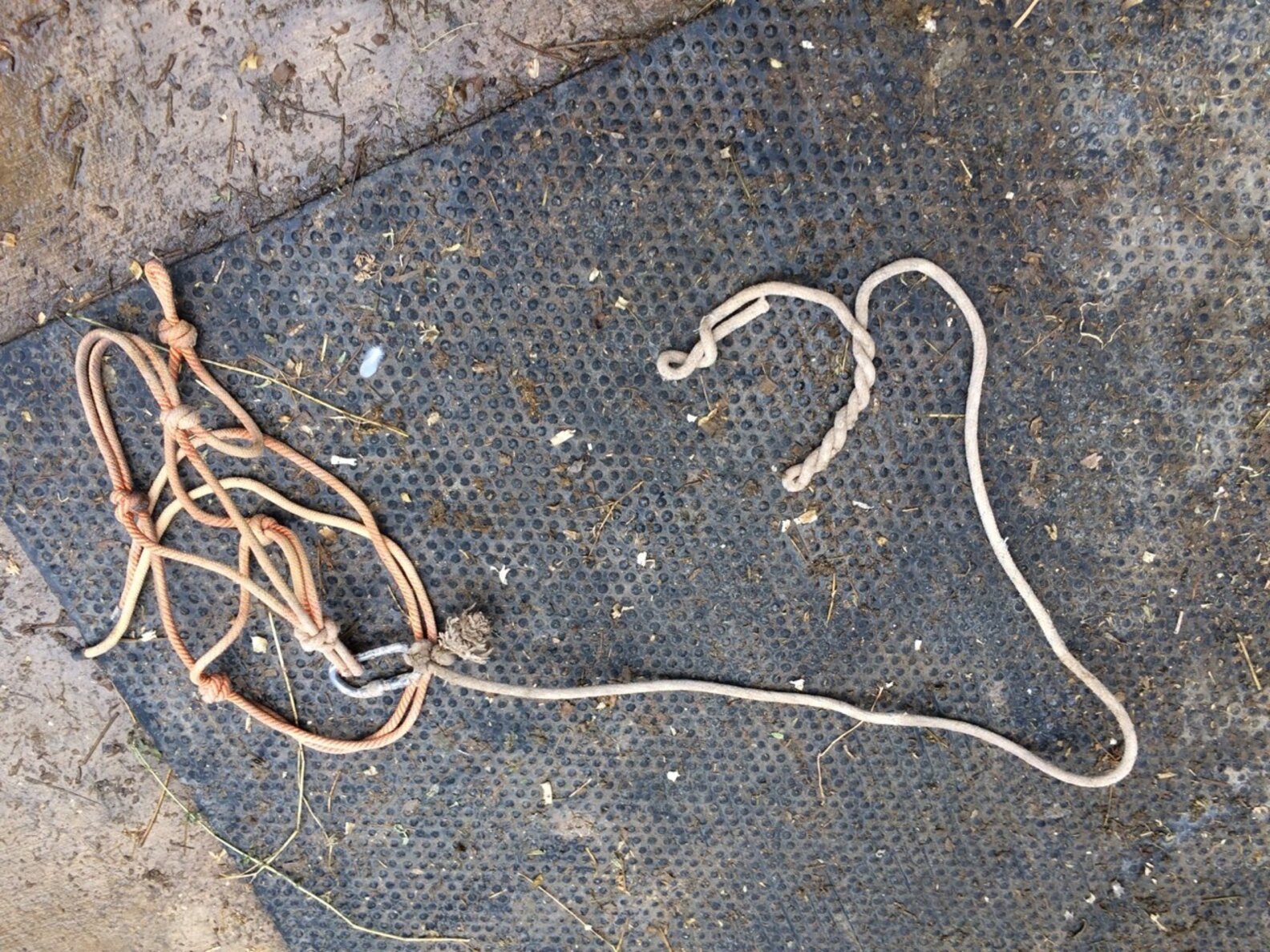 Rescuers Find Donkey Who Spent Years Tied Up In Field — And She Has A ...