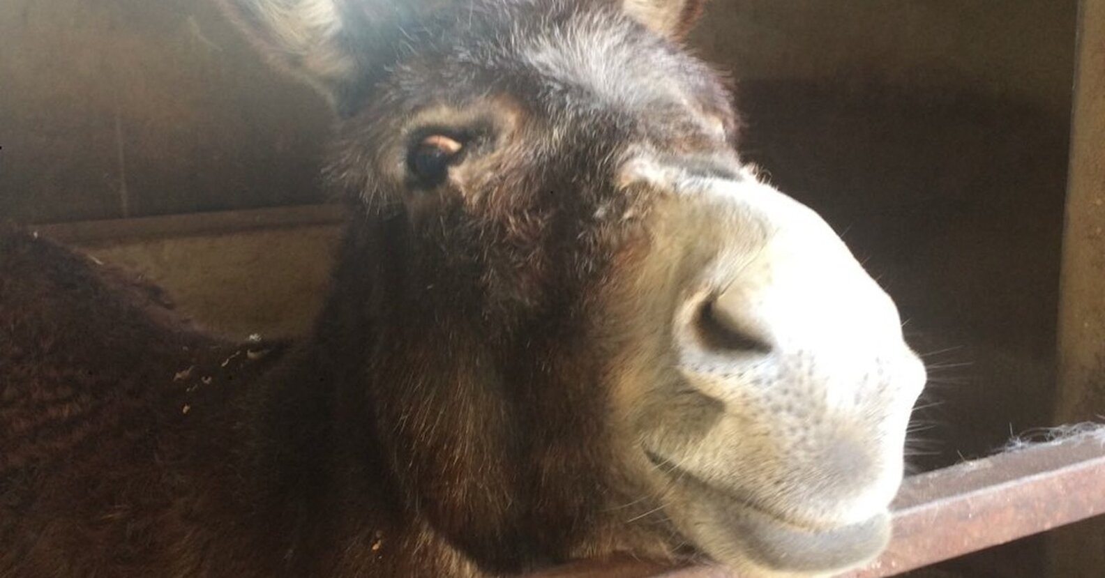 Rescuers Find Donkey Who Spent Years Tied Up In Field — And She Has A ...