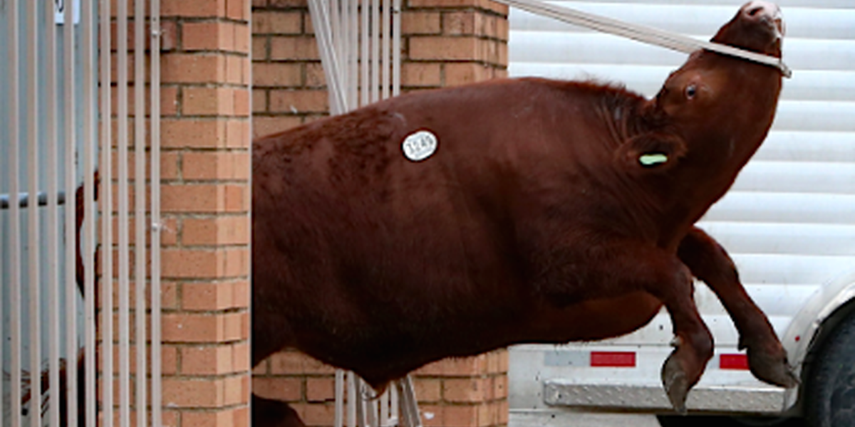 Slaughterhouse Makes Public Pay To Save 6 Escaped Cows - The Dodo