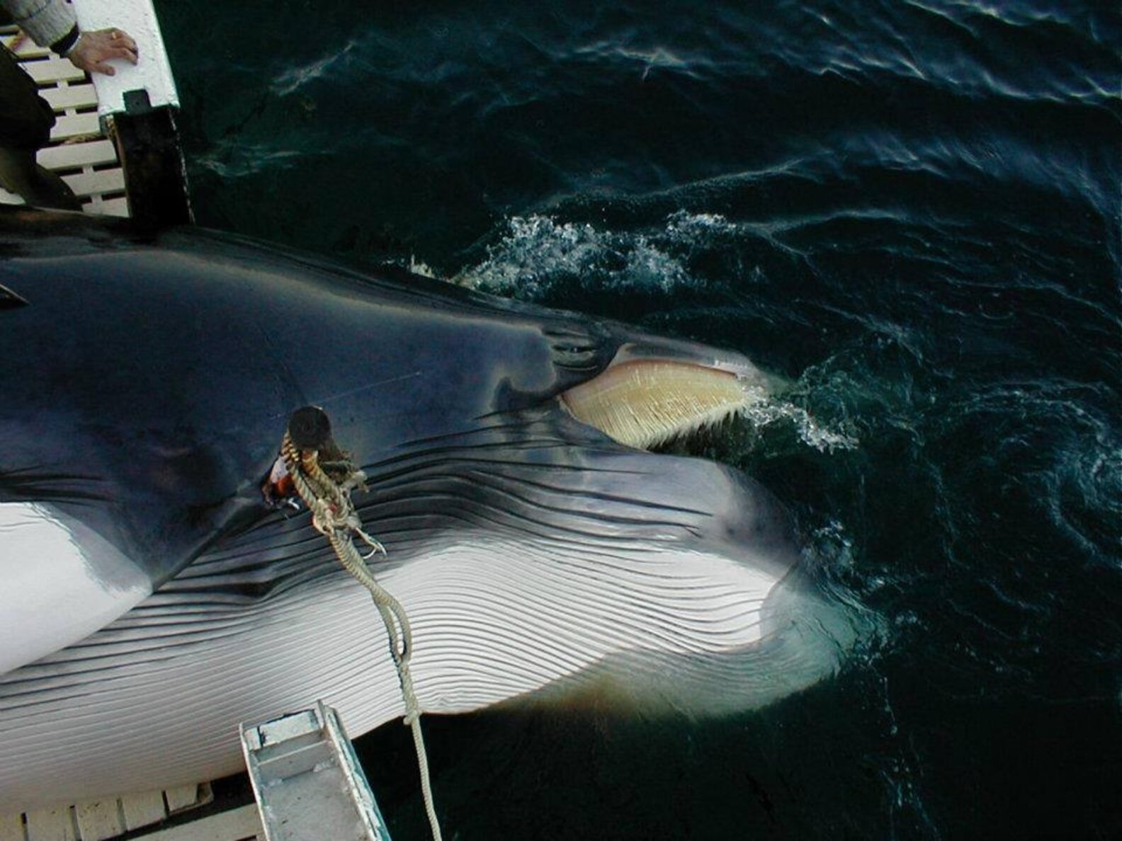 Norway Is About To Begin Controversial Whale Hunt - The Dodo