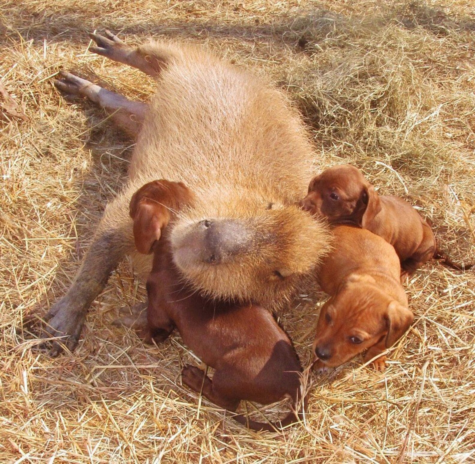 Capybara Is Friends With All Animals At Arkansas Sanctuary - The Dodo