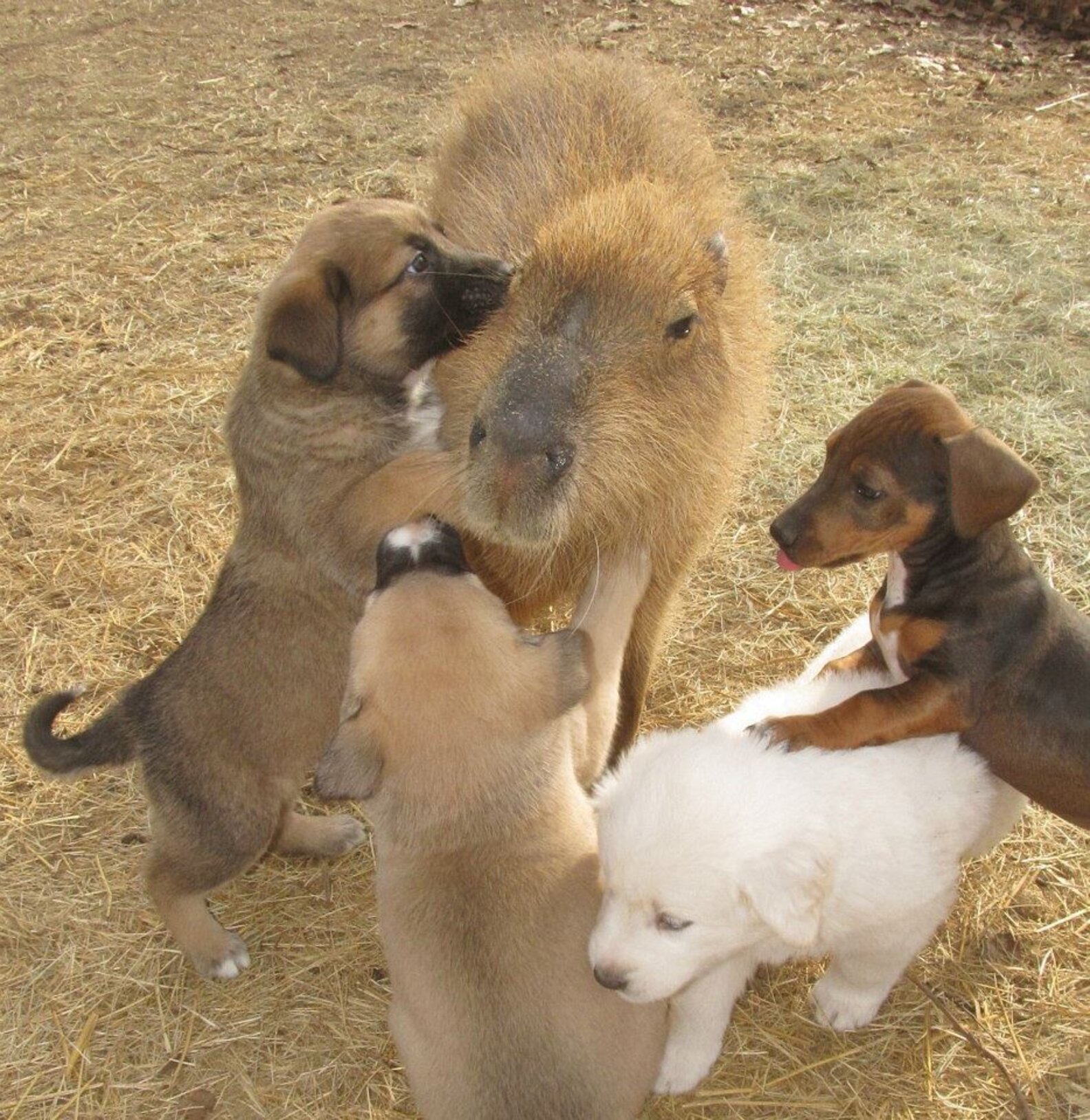 Capybara Is Friends With All Animals At Arkansas Sanctuary - The Dodo